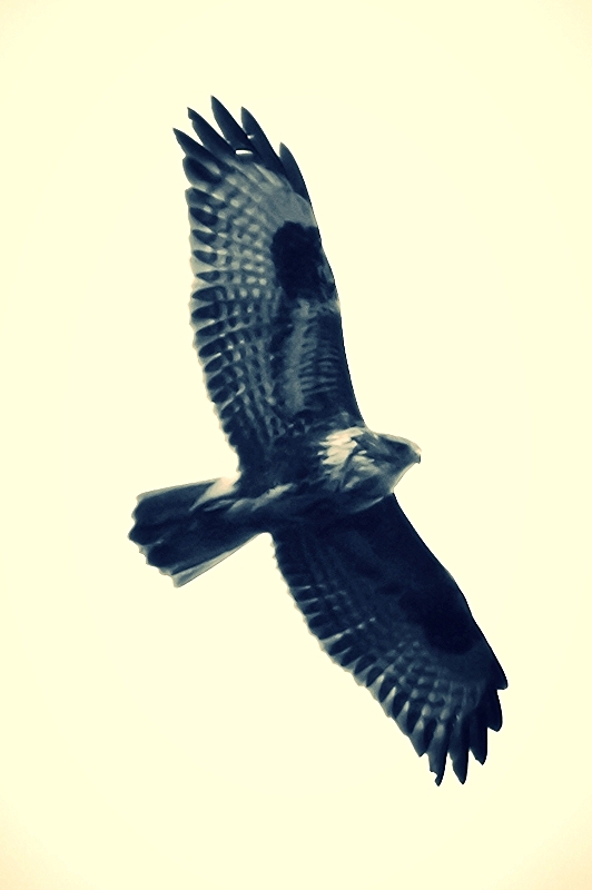 Dancing Hawk, thank you (Buteo buteo) – Seasonalight